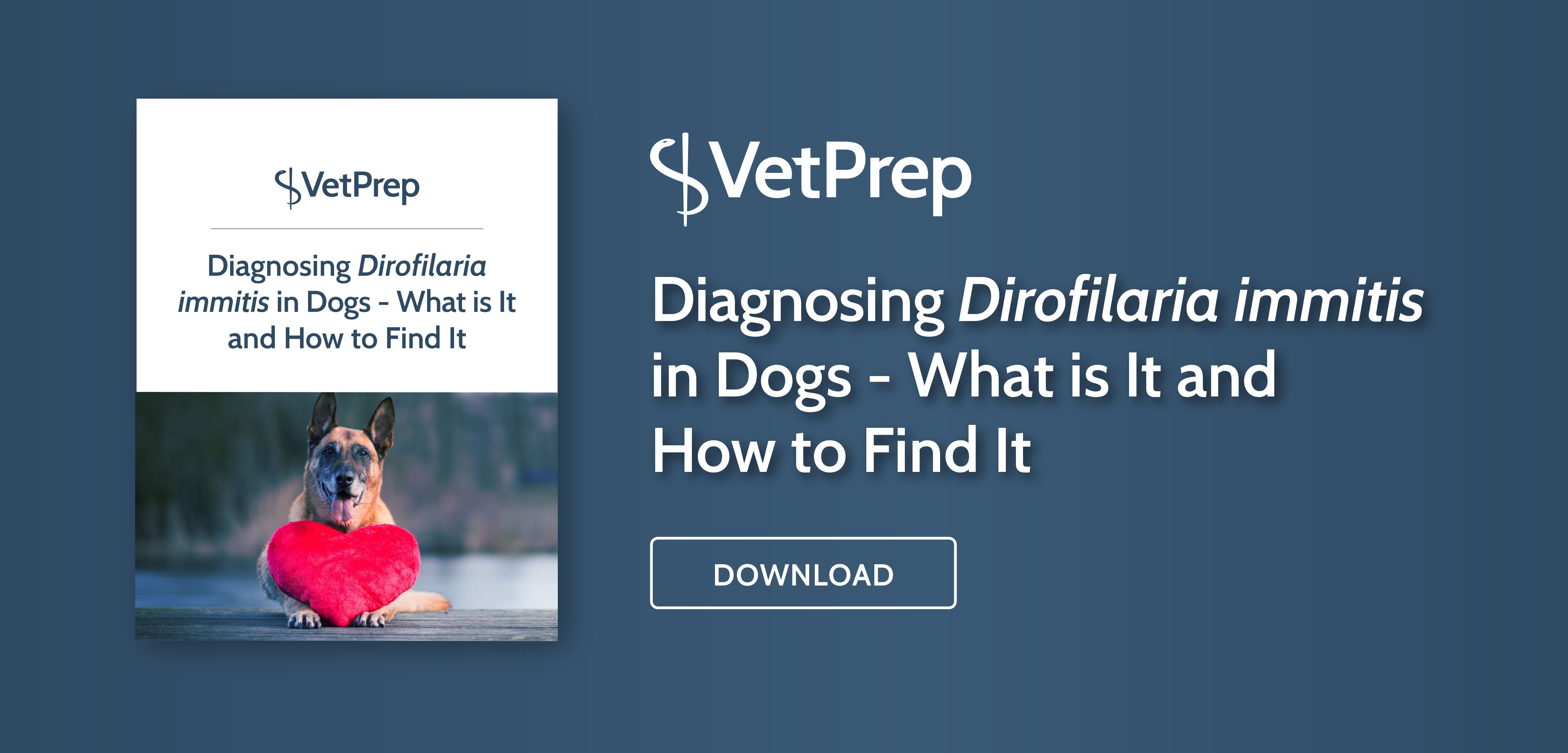 Diagnosing Dirofilaria immitis in Dogs: What is It and How to Find It