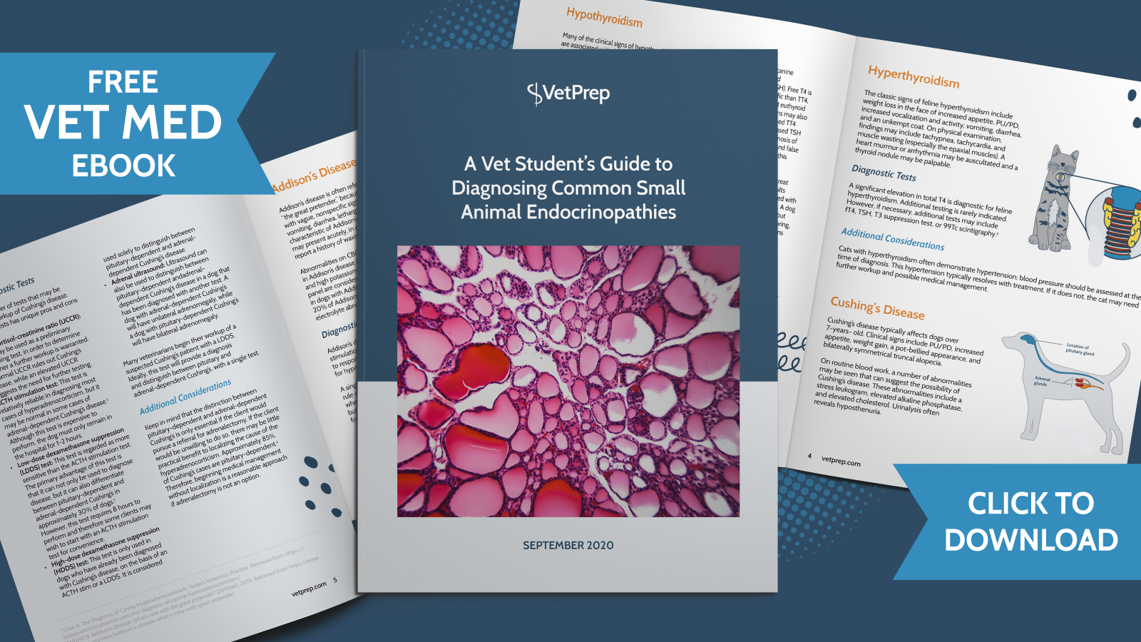 Guide to Diagnosing Common Small Animal Endocrinopathies